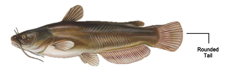 Invasive Catfish