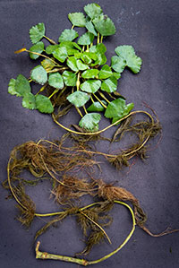 Water Chestnut