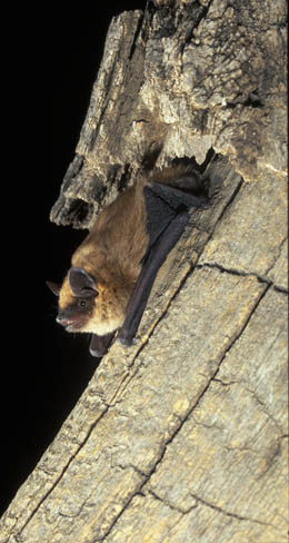 Maryland Bats Fact Sheets