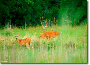 Loch Raven Reservoir CWMA